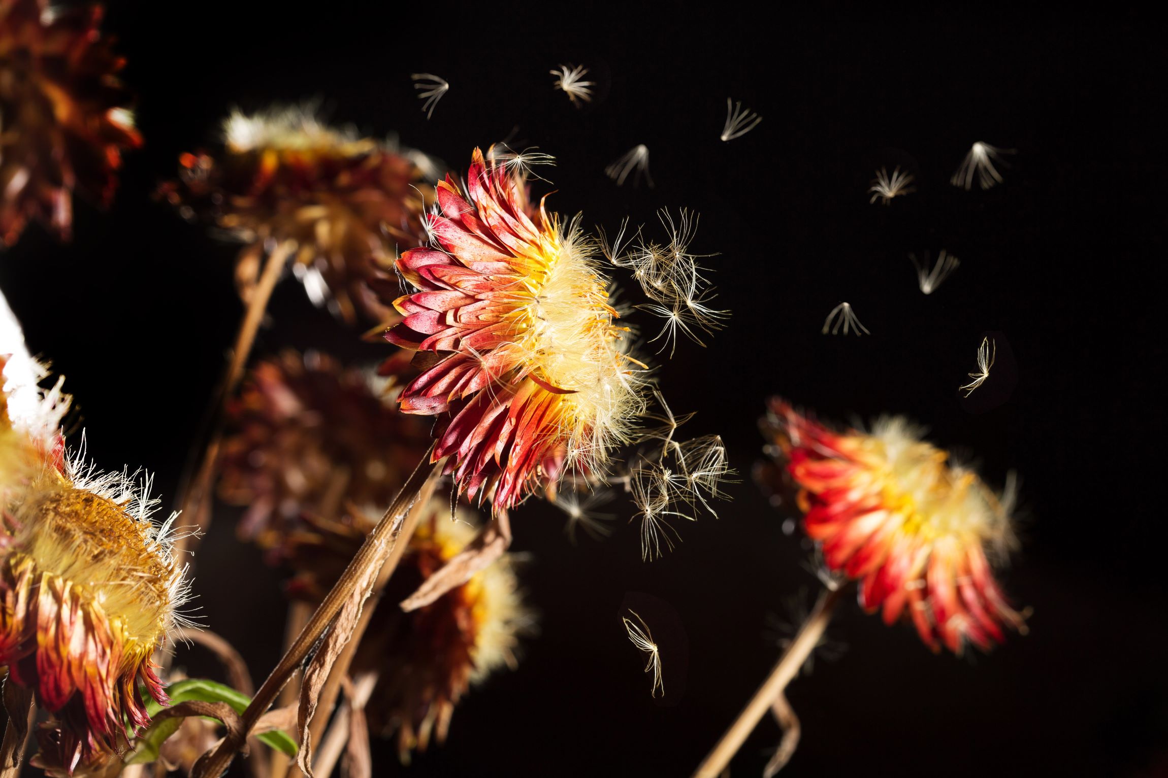 Unlock the Secrets of Allergic Rhinitis - Speak Health